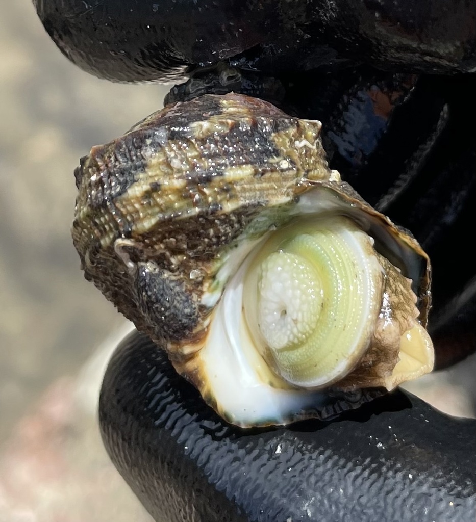 Turbo saxosus from Golfo De Panamá, Provincia de Panamá, PA on November ...
