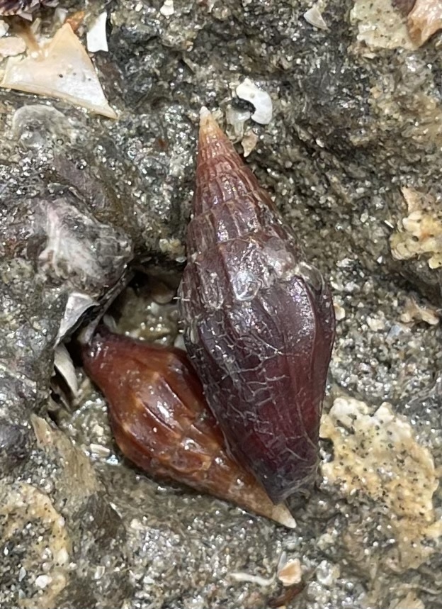 Anachis fulva from Golfo De Panamá, Provincia de Panamá, PA on November ...