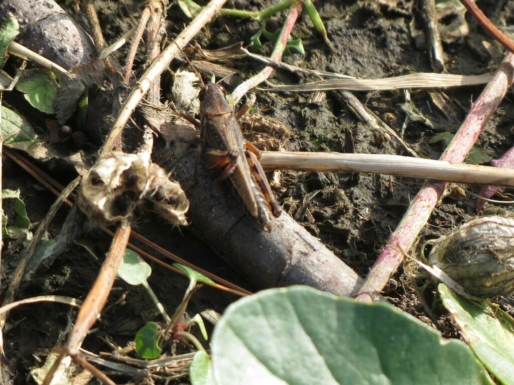 Red-legged Grasshopper in November 2022 by wmct276 · iNaturalist