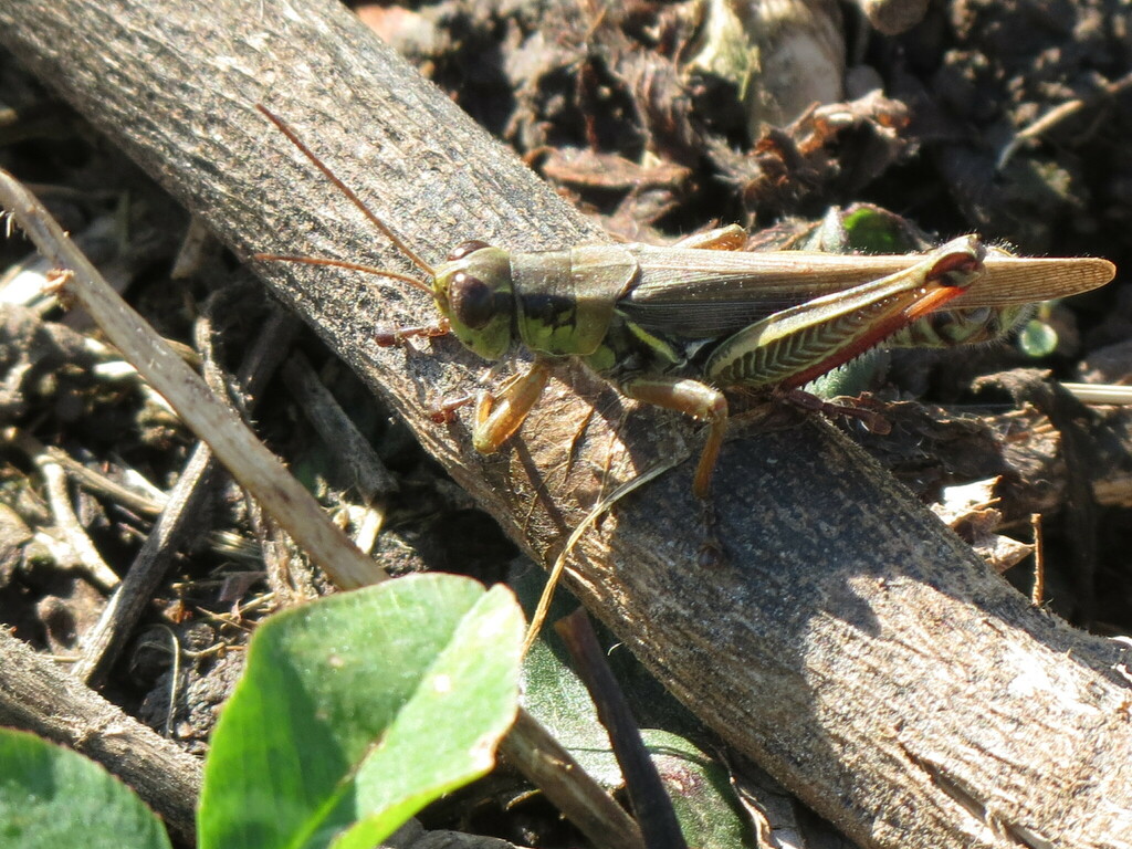 Red-legged Grasshopper in November 2022 by wmct276 · iNaturalist