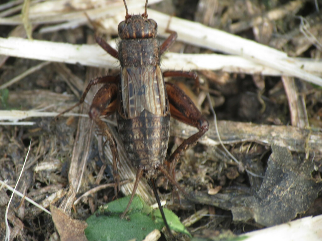 Striped Ground Cricket from Winnebago County, IL, USA on November 9 ...