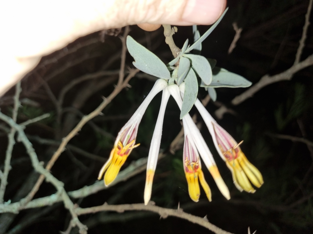 Natal Mistletoe from Namaacha, Mozambique on November 9, 2022 at 07:28 ...