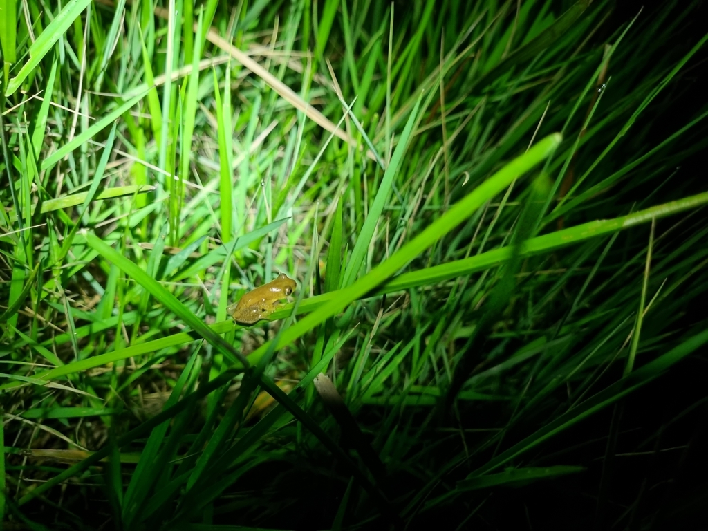 Golden Dwarf Reed Frog from Namaacha, Mozambique on November 9, 2022 at ...