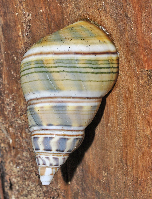 Florida Tree Snail from Bayamo, Cuba on March 1, 2015 at 10:12 PM by ...