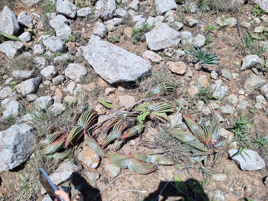Aloe suprafoliata from Namaacha, Mozambique on November 9, 2022 at 11: ...