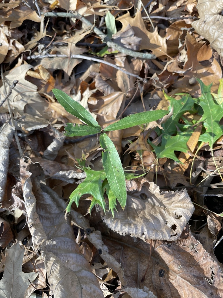 willow oak from Shawnee National Forest, Miller City, IL, US on ...