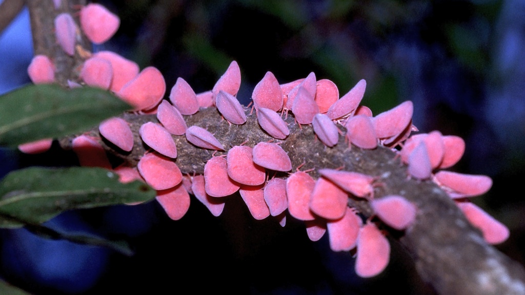 Flatida rosea from G7M6+QP2, Sakamalio, Madagascar on November 15, 2003 ...
