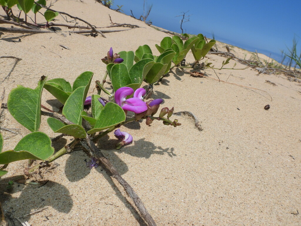 Beach Bean from uMkhanyakude District Municipality, South Africa on November 9, 2022 at 12:53 PM ...