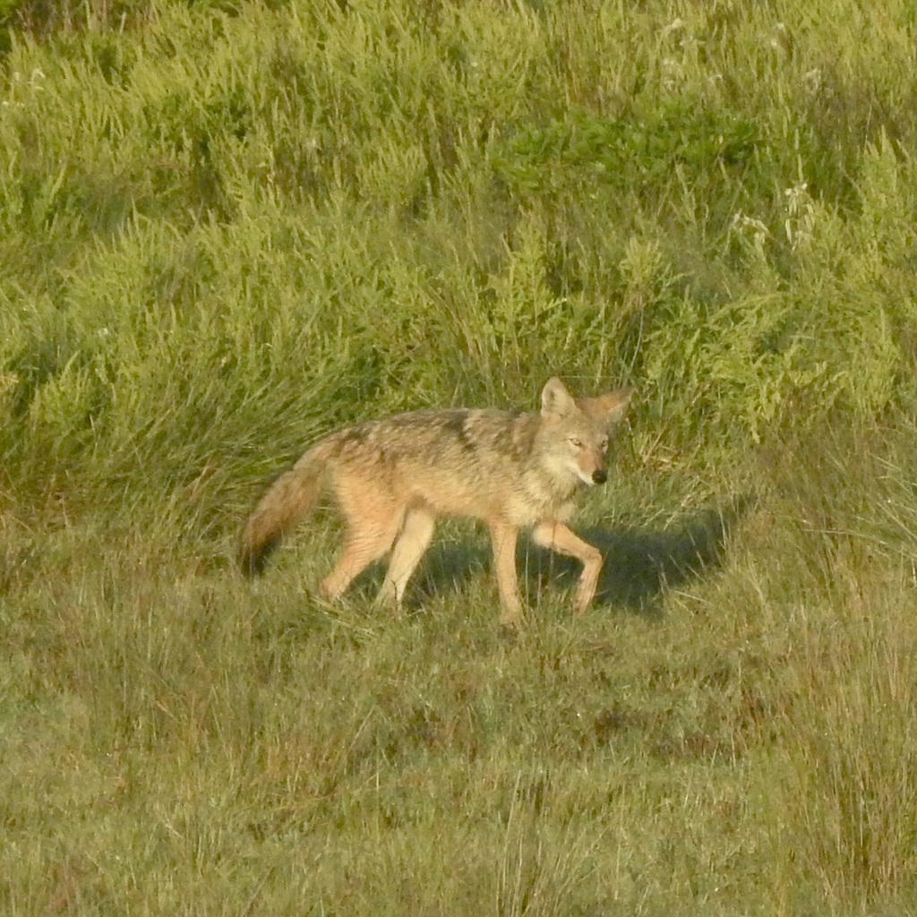 Coyote from Galveston, TX, USA on November 9, 2022 at 07:27 AM by Laura ...