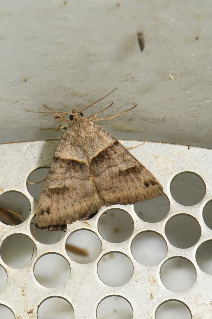 Clover Looper Moth from Papineau, Québec, Canada on July 30, 2022 at 11 ...