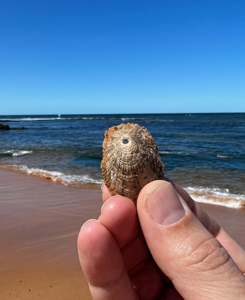 Diodora lineata from Warringah, New South Wales, Australia on November ...