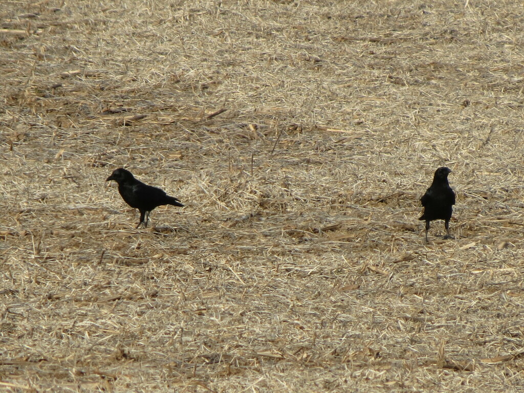 American Crow from Winnebago County, IL, USA on November 09, 2022 at 02 ...