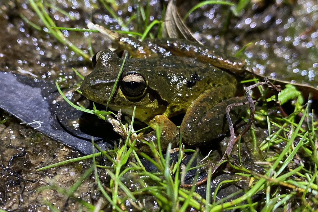 Lesueur's Frog from Tamboon State Forest, Tamboon, VIC, AU on November ...