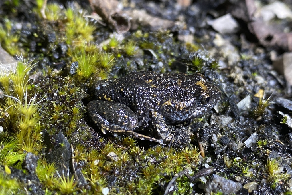 Martin's Toadlet from Wingan State Forest, Wingan River, VIC, AU on ...