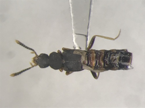 Leptusa opaca · iNaturalist