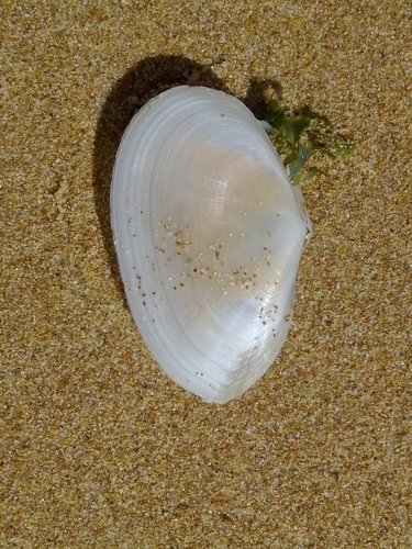 Tellins and Allies (Family Tellinidae) · iNaturalist United Kingdom