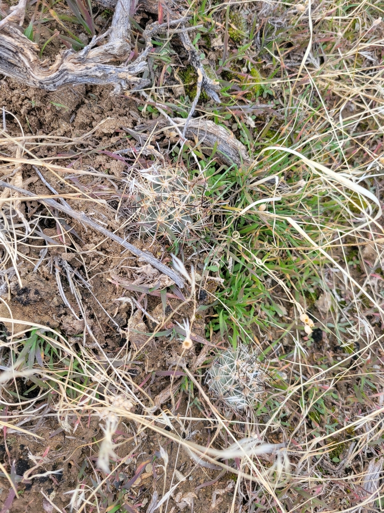 Colorado hookless cactus in November 2022 by sejurca · iNaturalist