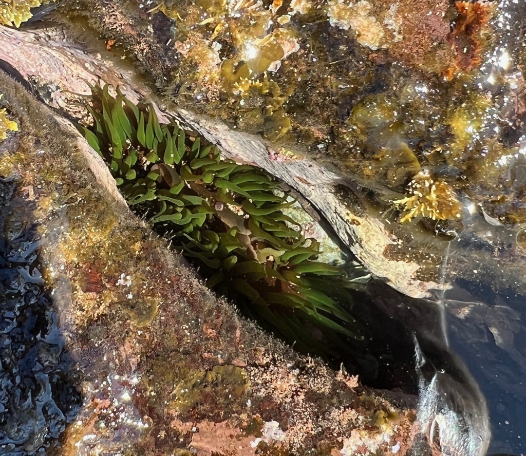 Green snakelock anemone from Warringah, New South Wales, Australia on ...