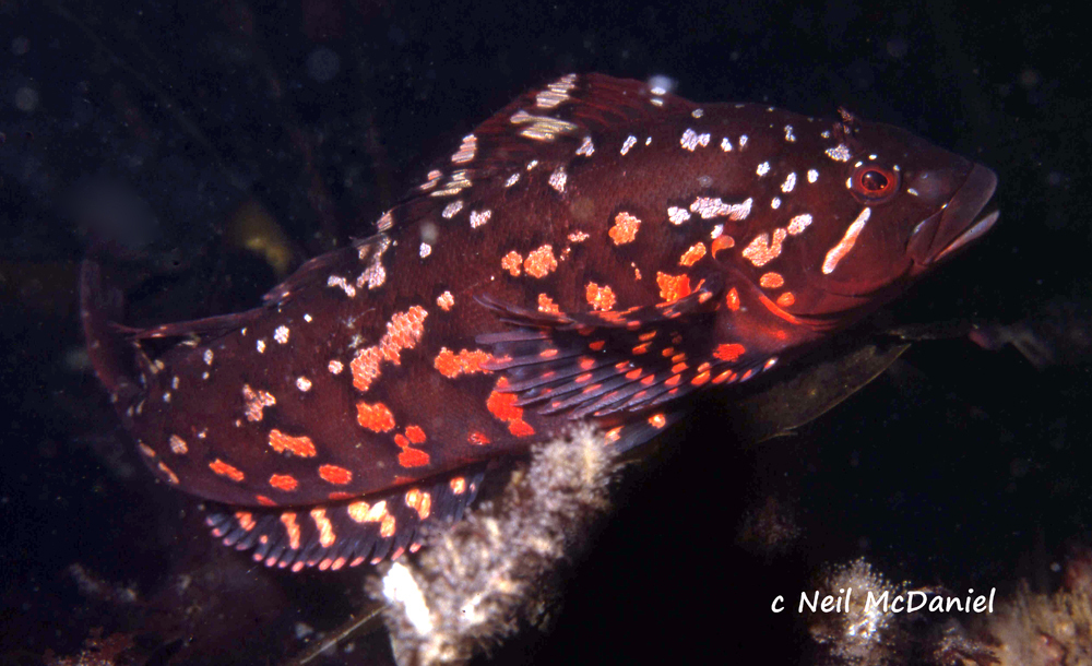 Rock Greenling (Hexagrammos lagocephalus) - Marine Life Identification