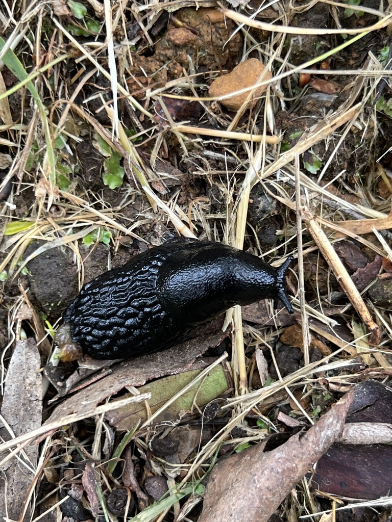 Black Slug from Mount Barker Rd, Bridgewater, SA, AU on November 10, 2022 at 10:25 AM by ...