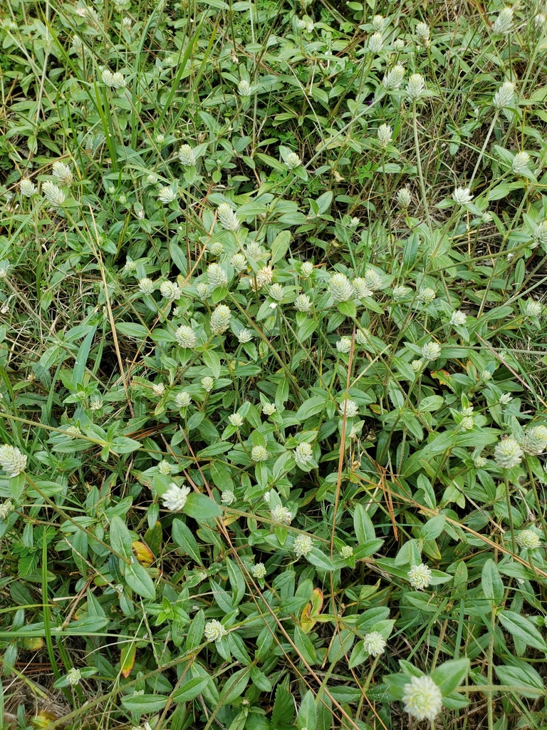 Gomphrena Weed from Evergreen, AL 36401, USA on September 3, 2018 at 01 ...