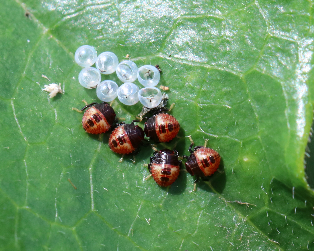 Stink Bugs, Shield Bugs, and Allies from Balmoral Ridge QLD 4552 ...