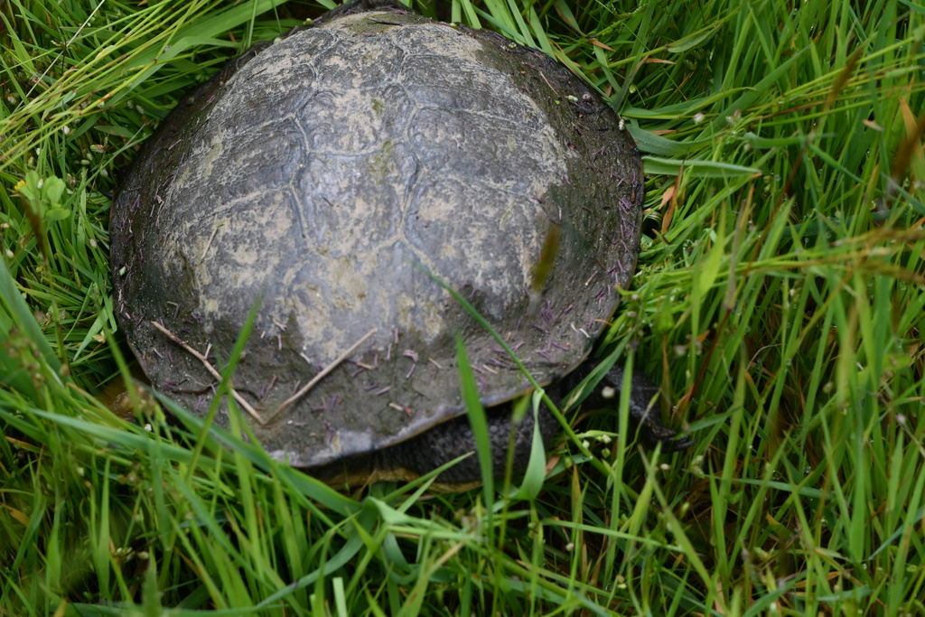 Common Snake-necked Turtle from Chepstowe VIC 3351, Australia, Native ...
