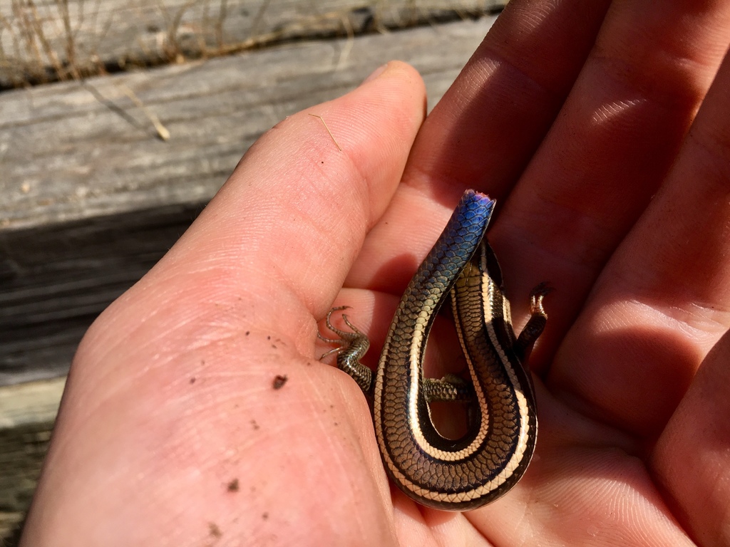 Skilton's Skink from Bullfrog Fire Rd, Fairfax, CA, US on September 3 ...