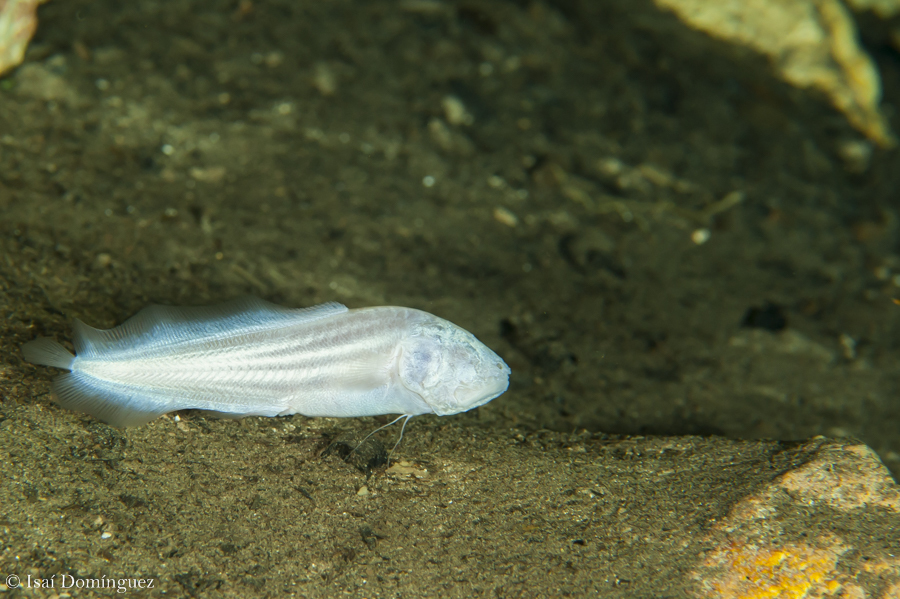 Mexican Blind Brotula from Yucatán, MX on August 29, 2015 by Isai ...