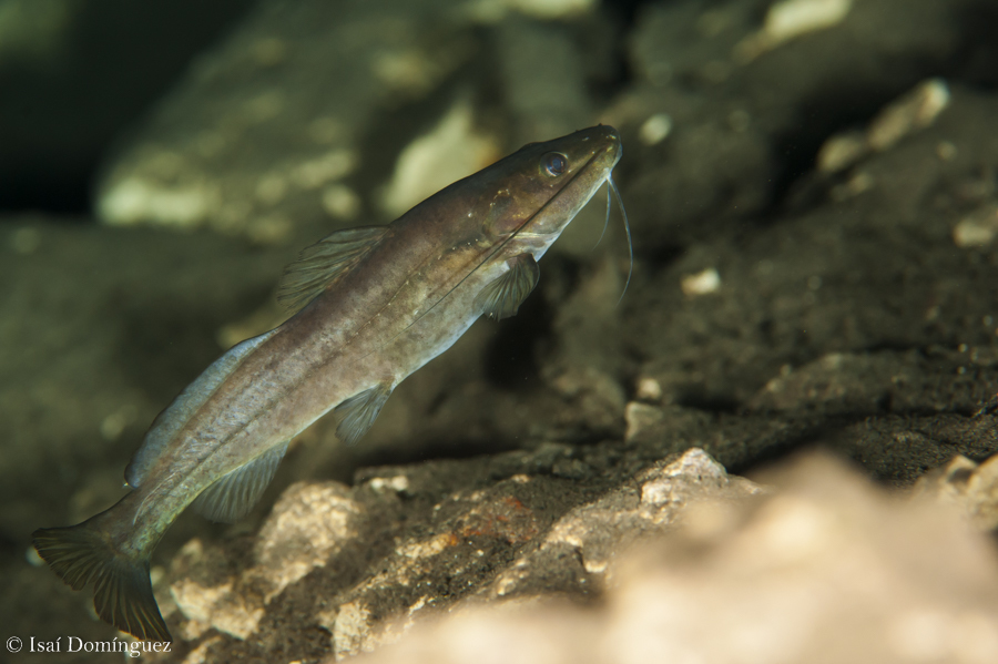 Silver Catfish (Rhamdia quelen) - Marine Life Identification