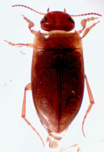 Hydrocolus paugus · iNaturalist