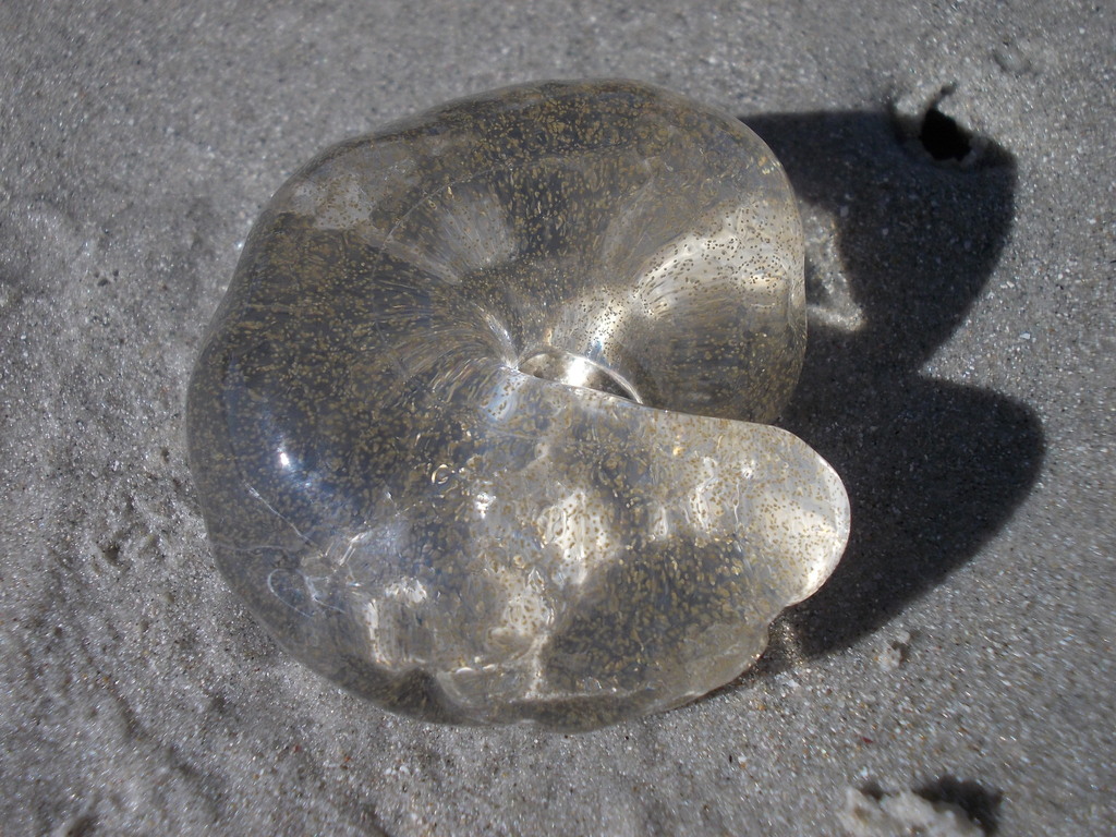 Conuber in November 2022 by Eve · iNaturalist