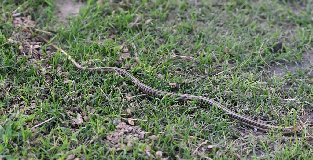 Western Slender Glass Lizard in November 2022 by Michael Orgill ...