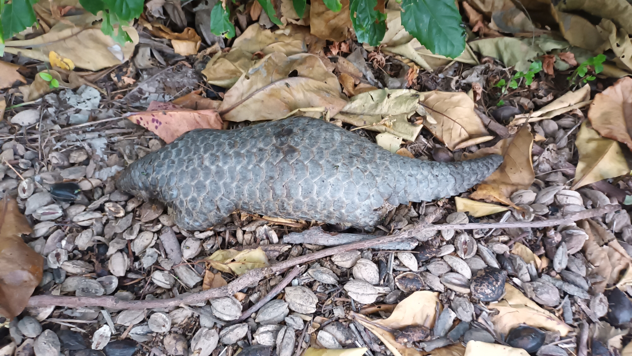 Manis pentadactyla pentadactyla