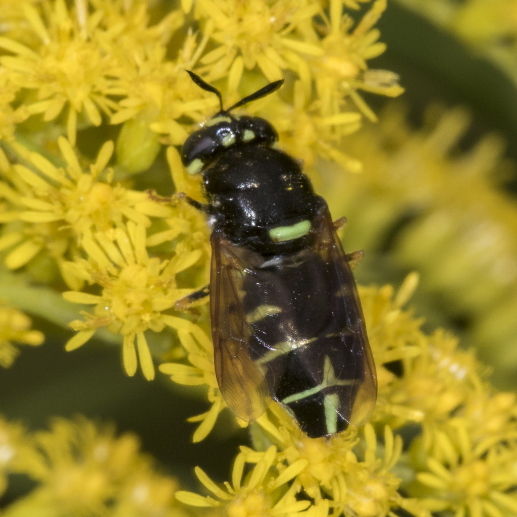Stratiomys badia from Orange County, NY, USA on September 2, 2018 at 12 ...