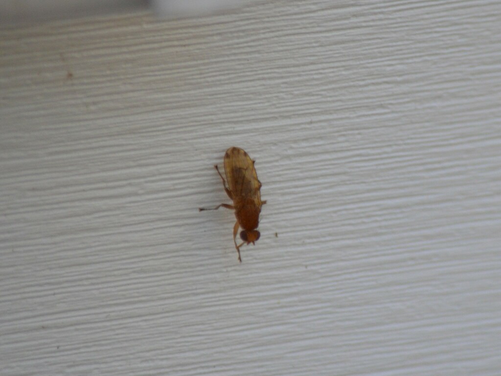 Suillia from Cypress Creek Ln, Virginia 23047, USA on November 09, 2022 ...