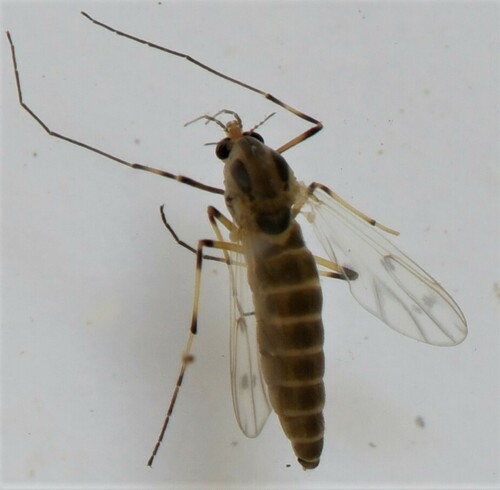 Dicrotendipes peringueyanus · iNaturalist United Kingdom