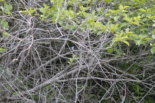 Subspecies Taraba major stagurus · iNaturalist