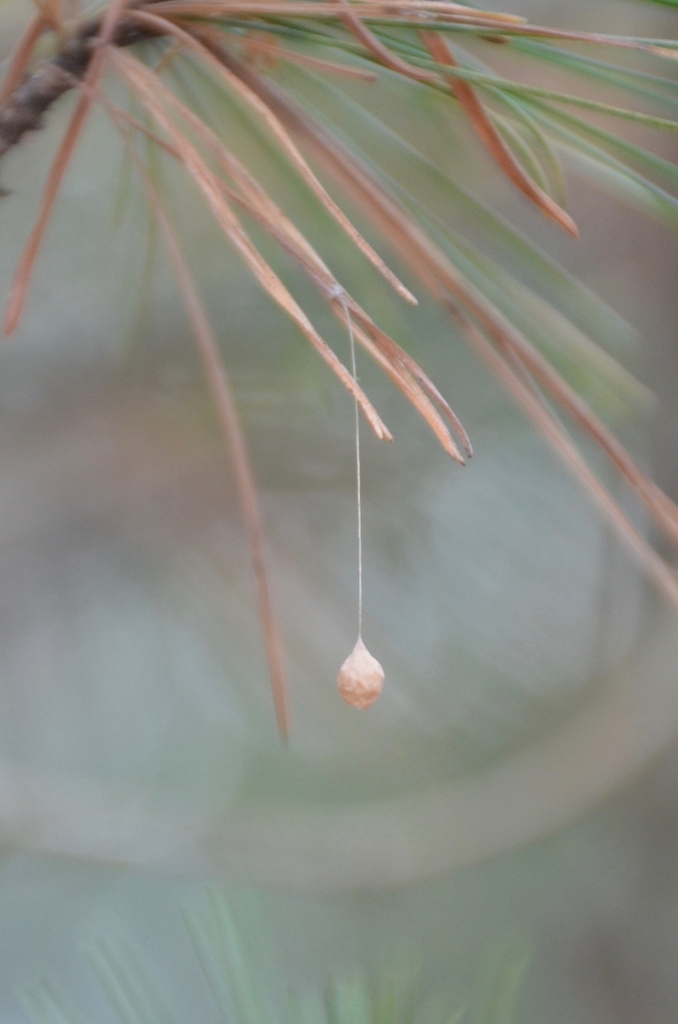 Common Eastern Ray Spider in November 2022 by wetlandfan. Probably ...