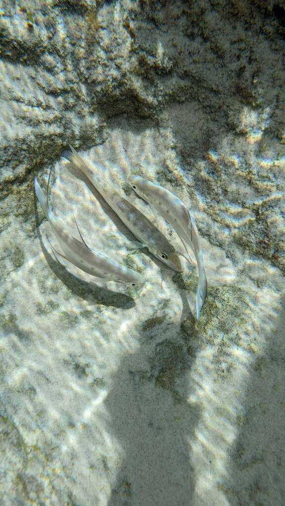 Sillago Whitings in November 2022 by Eve. Identified for individual ...