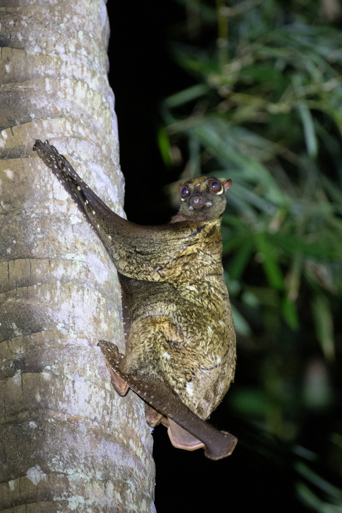 Colugos (Cynocephalidae) - Know Your Mammals