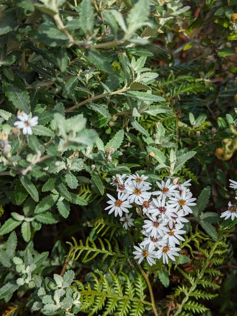 Asthma Bush from South Bruny TAS 7150, Australia on November 09, 2022 ...
