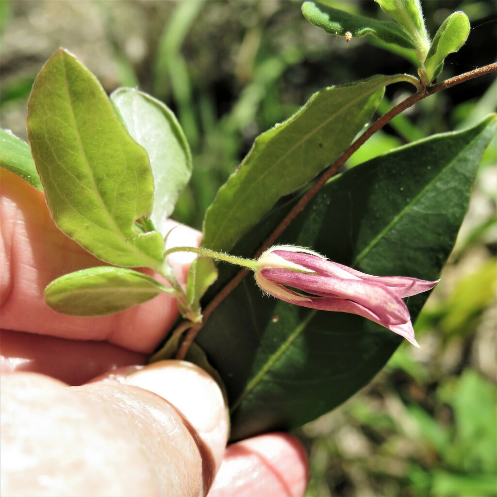 Common Apple-berry from Wallaga Lake NSW 2546, Australia on October 30 ...