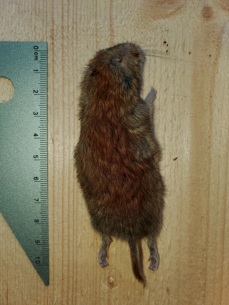Northern Red-backed Vole in November 2022 by caiawatha · iNaturalist