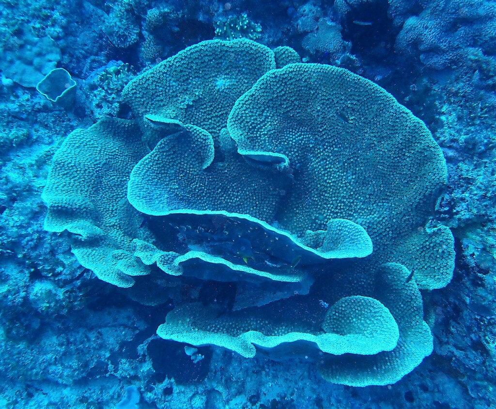 Dendrophylliidae in March 2022 by Josh Moloney · iNaturalist