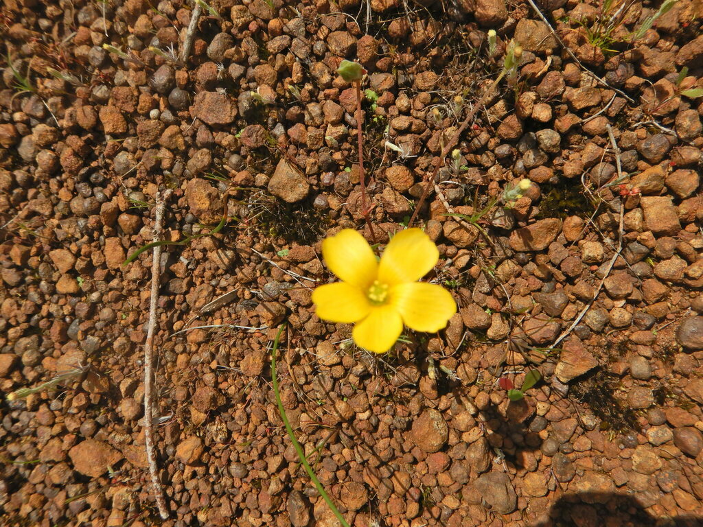 woody-root woodsorrel from Illabarook VIC 3351, Australia, Grassland ...