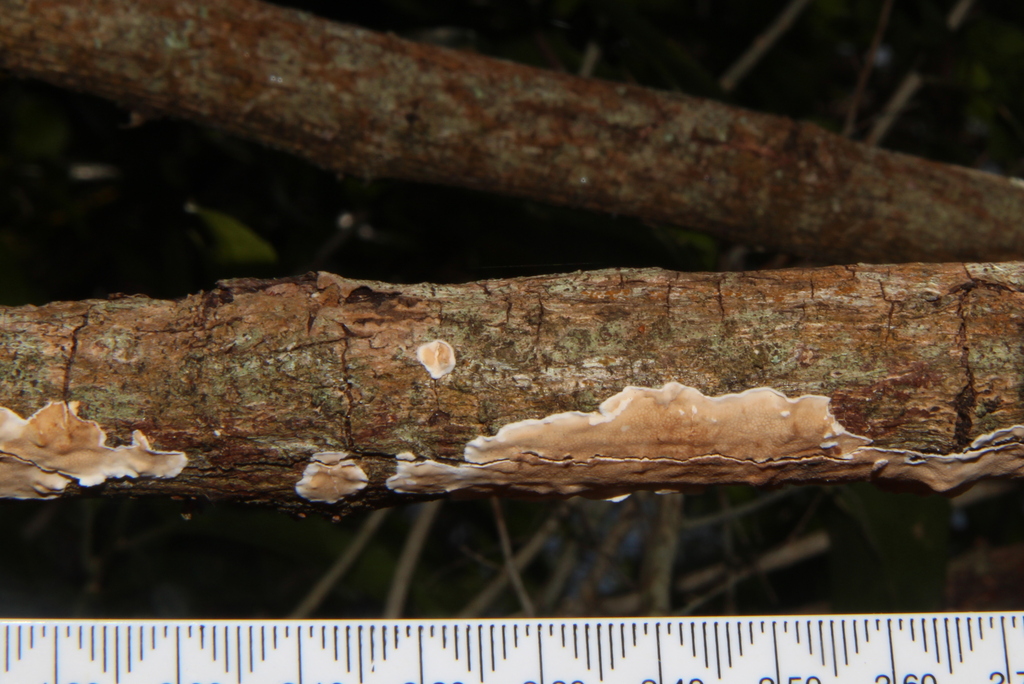 Netted Crust from Unitec Mt Albert Campus, Mount Albert, Auckland ...