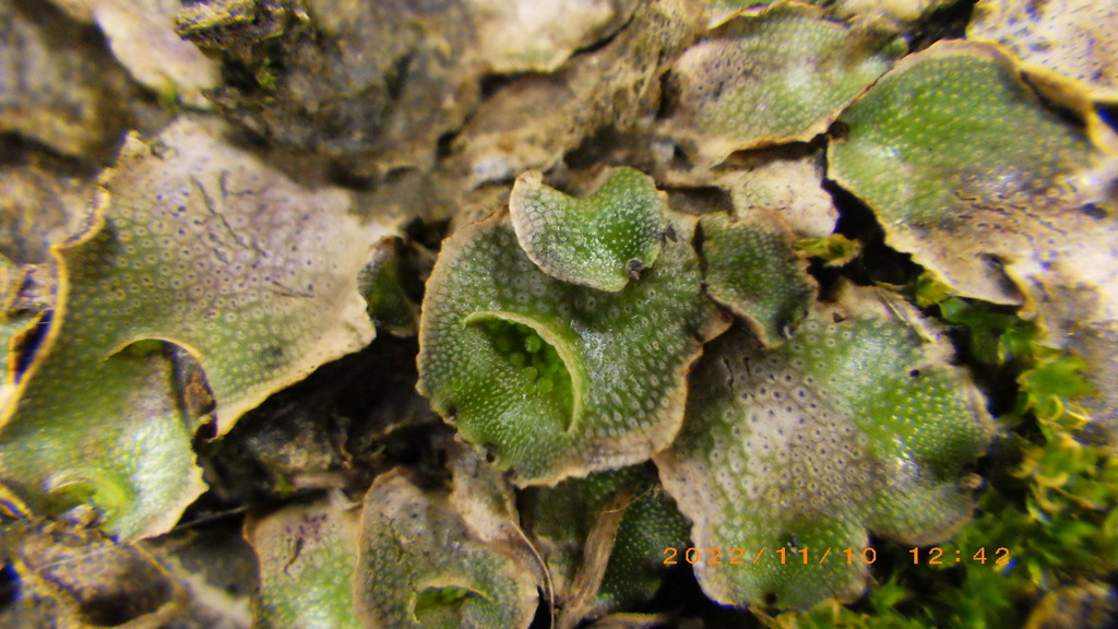 Crescent-cup liverwort from Unitec Mt Albert Campus, Mount Albert ...