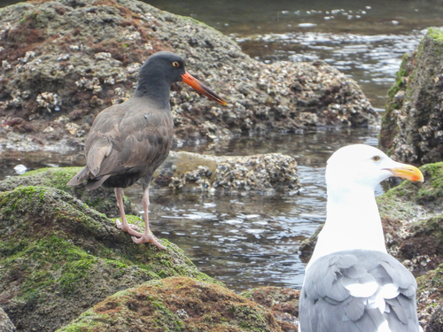 Observations by jmaley · iNaturalist