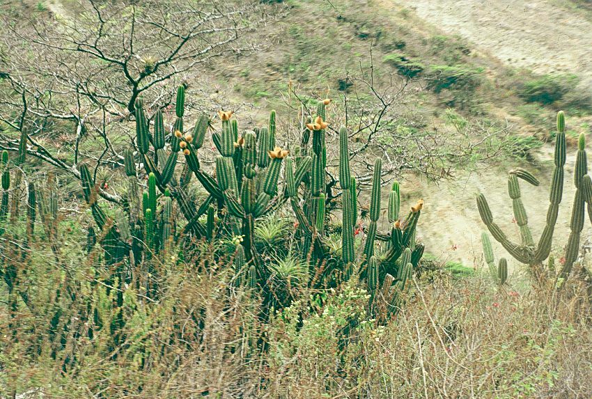 Armatocereus godingianus (Britton & Rose) Backeb.